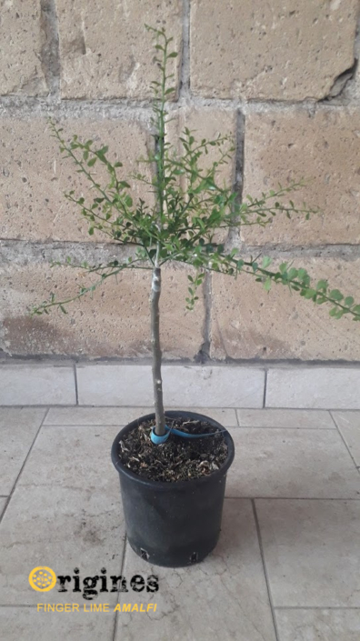 Pianta Finger Lime varietà Pink ice - Origines Finger Lime